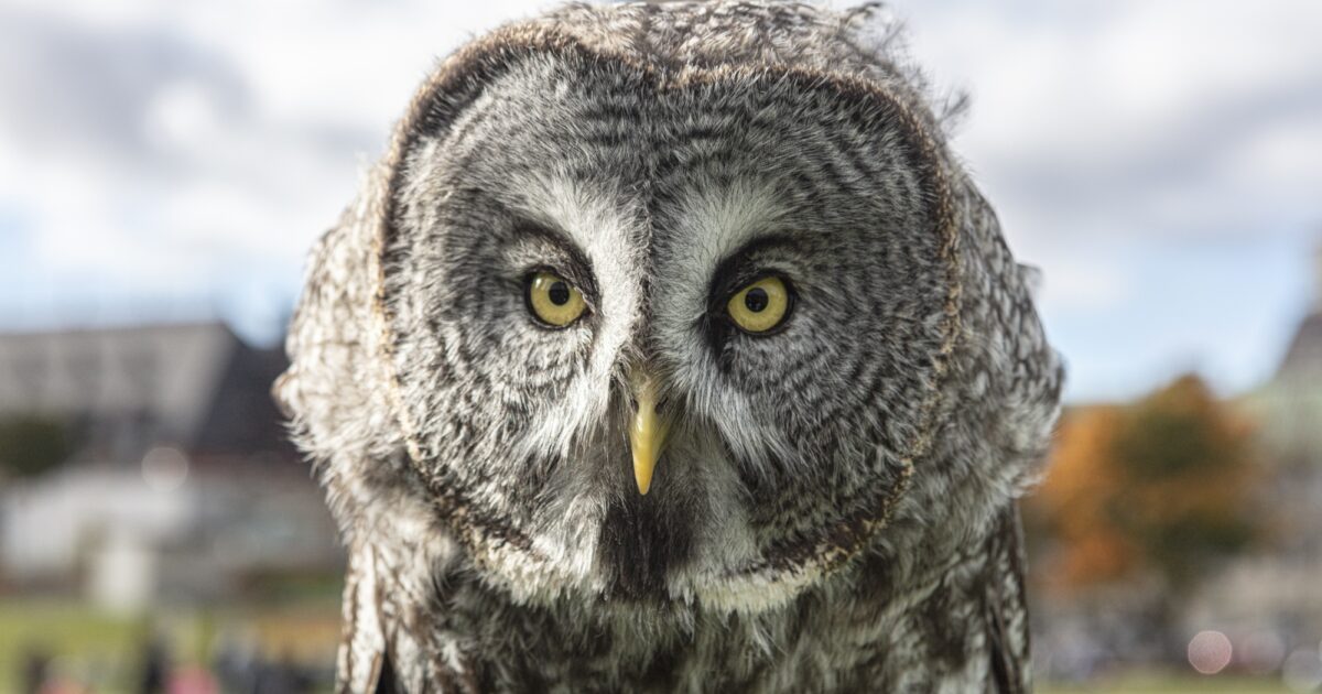 Raptor talons: Bird-of-prey Flight Demonstrations – Plains of Abraham