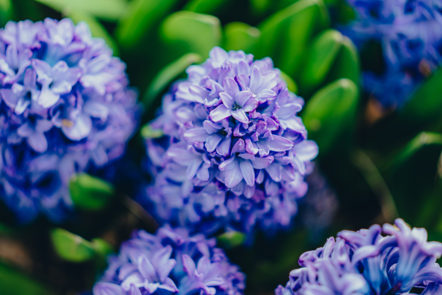 Jardin Jeanne-d'Arc: Joyau Floral – Plaines d’Abraham