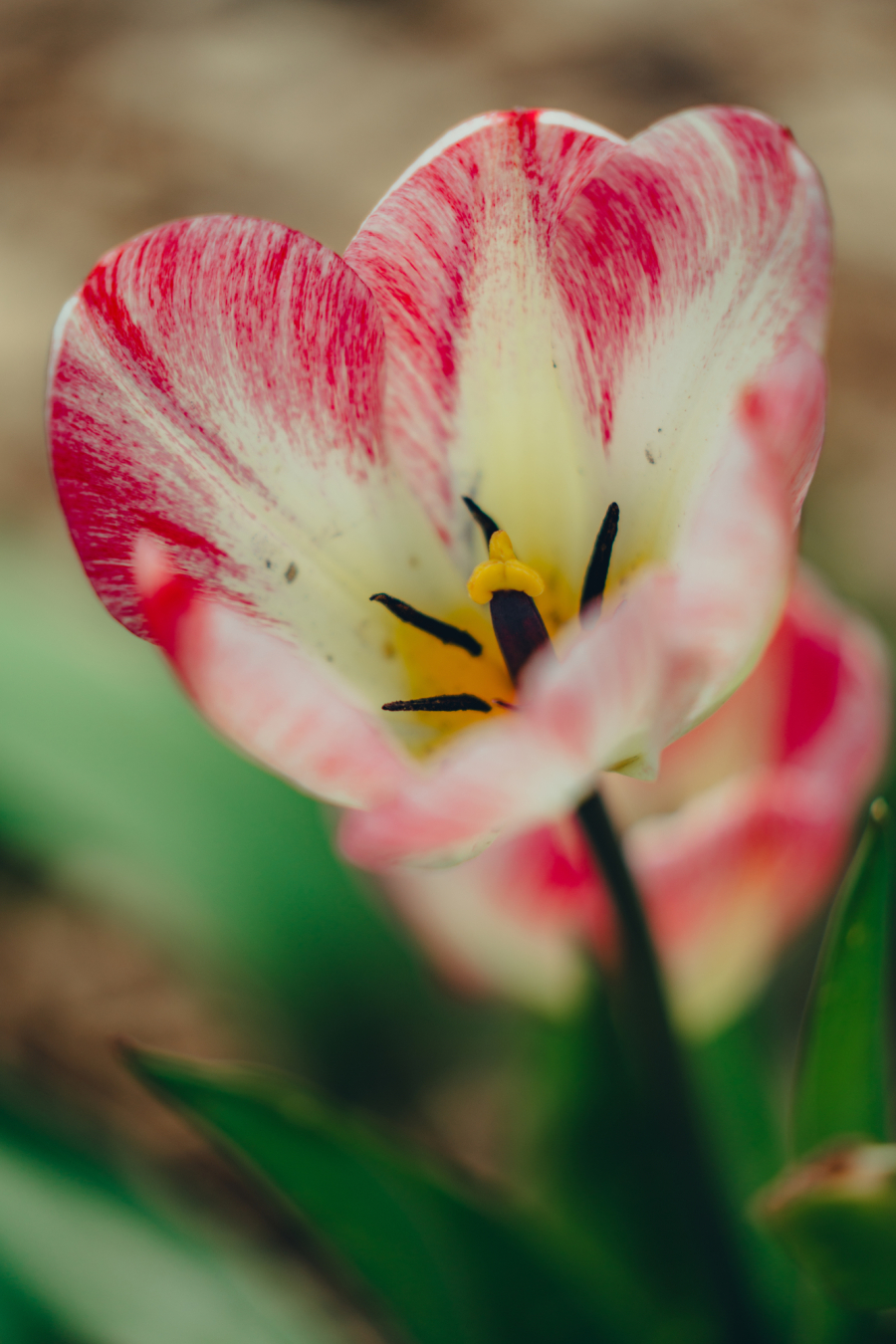 Jardin Jeanne-d'Arc: Joyau Floral – Plaines d’Abraham