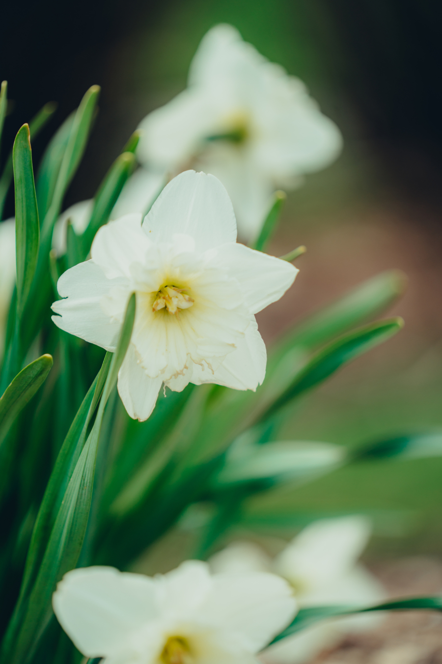 Jardin Jeanne-d'Arc: Joyau Floral – Plaines d’Abraham